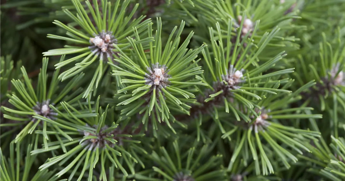 Pinus mugo 'Benjamin'