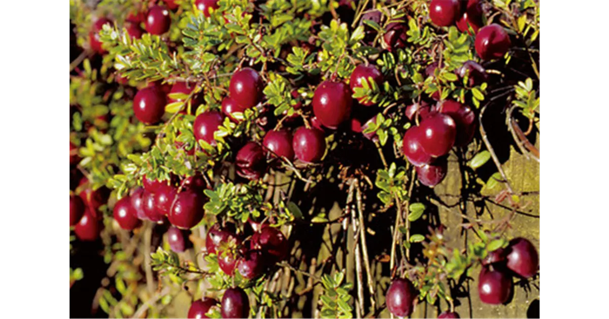 Vaccinium macroc. "Red Star"