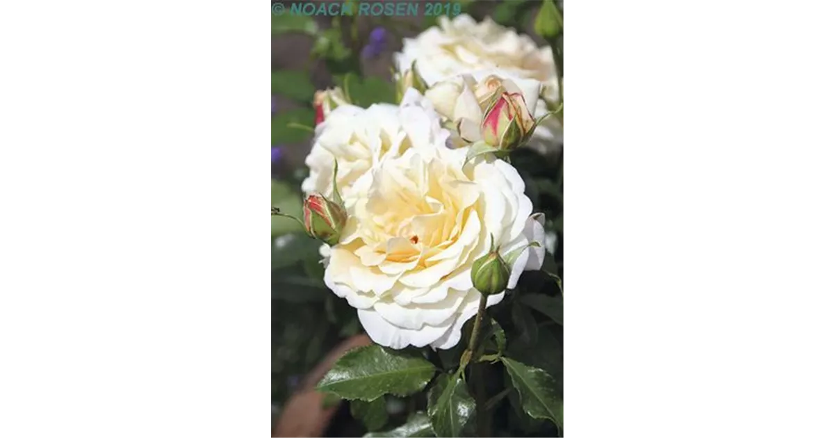 Rosa Hermann Hesse Rose