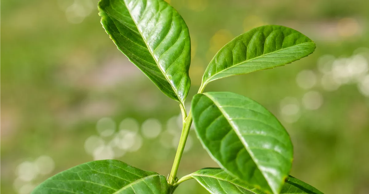 Prunus laurocerasus "Ani"