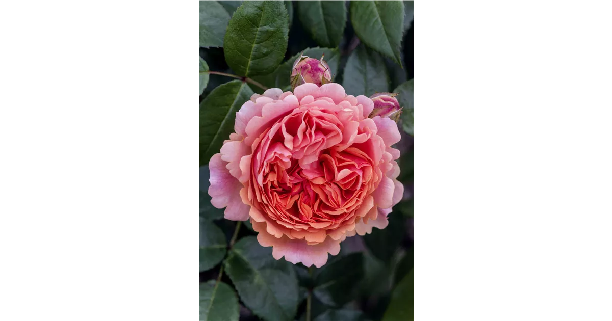 Rosa 'Chippendale' -R- TH