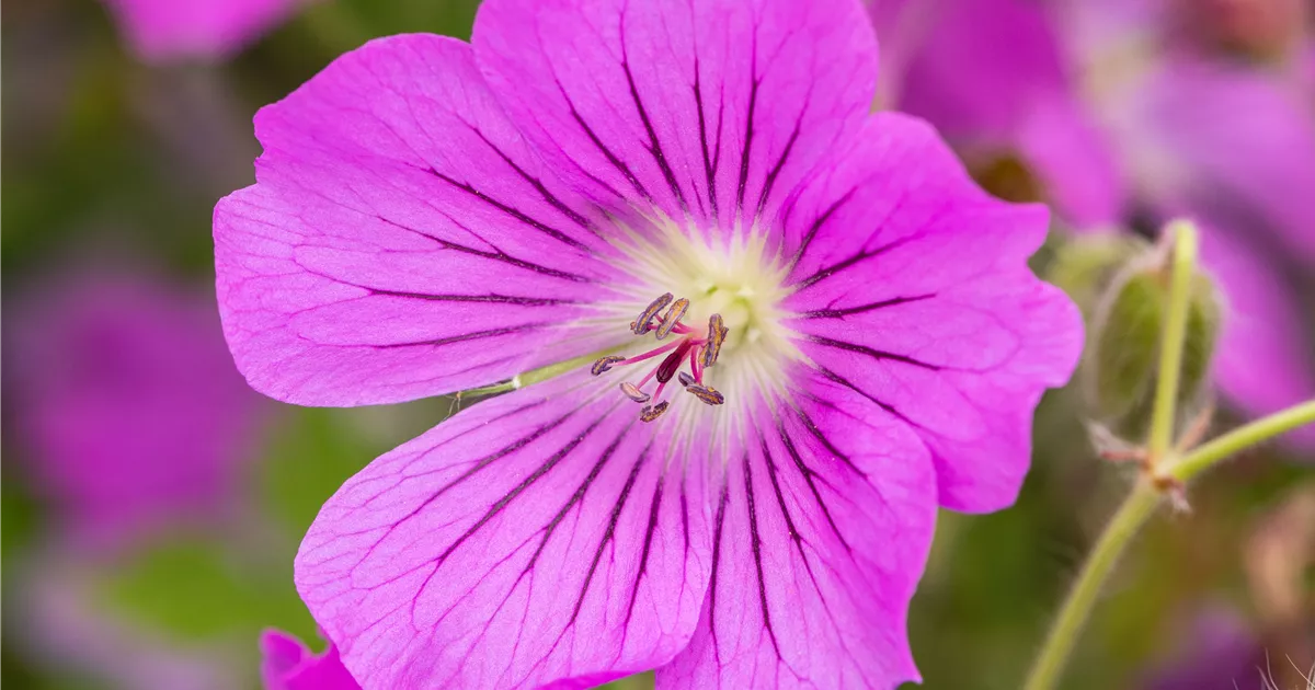 Geranium gracile 'Sirak'
