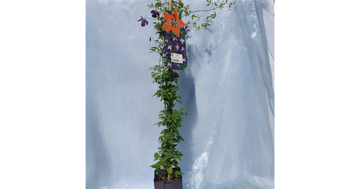 Clematis viticella "Little Bas"