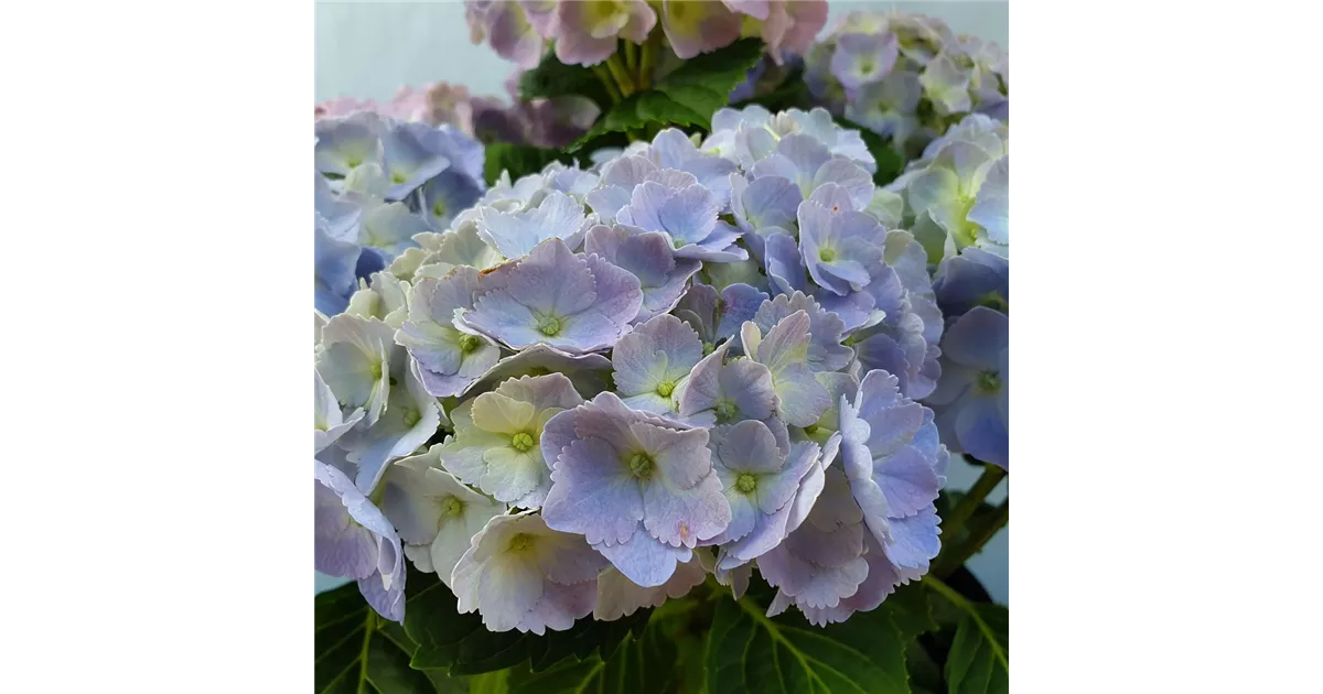 Hydrangea m. 'Forever & Ever' Blue -R-