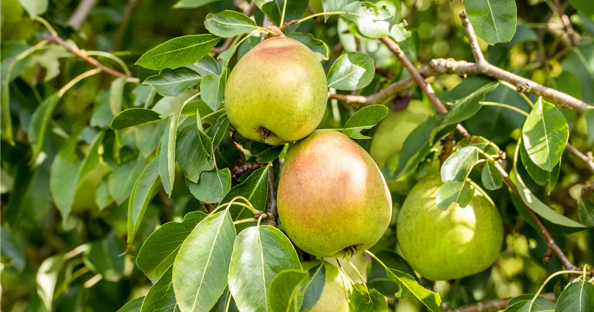 Pyrus com.'Vereins Dechantsbirne' CAC