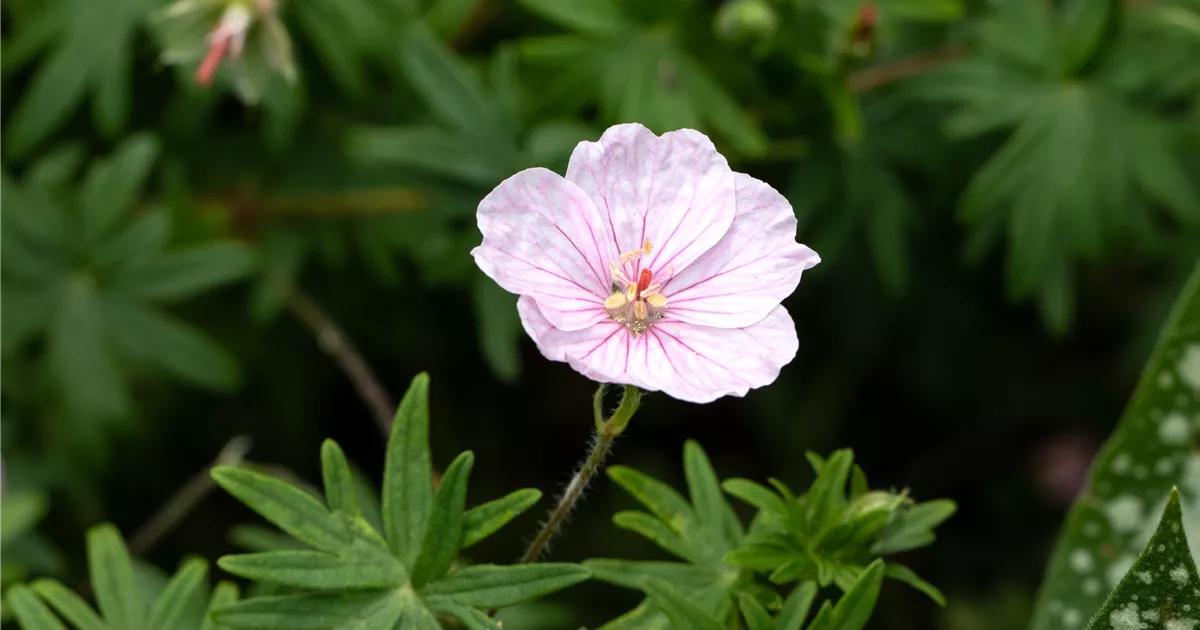 Geranium sang.v.striatum 'Apfelblüte'