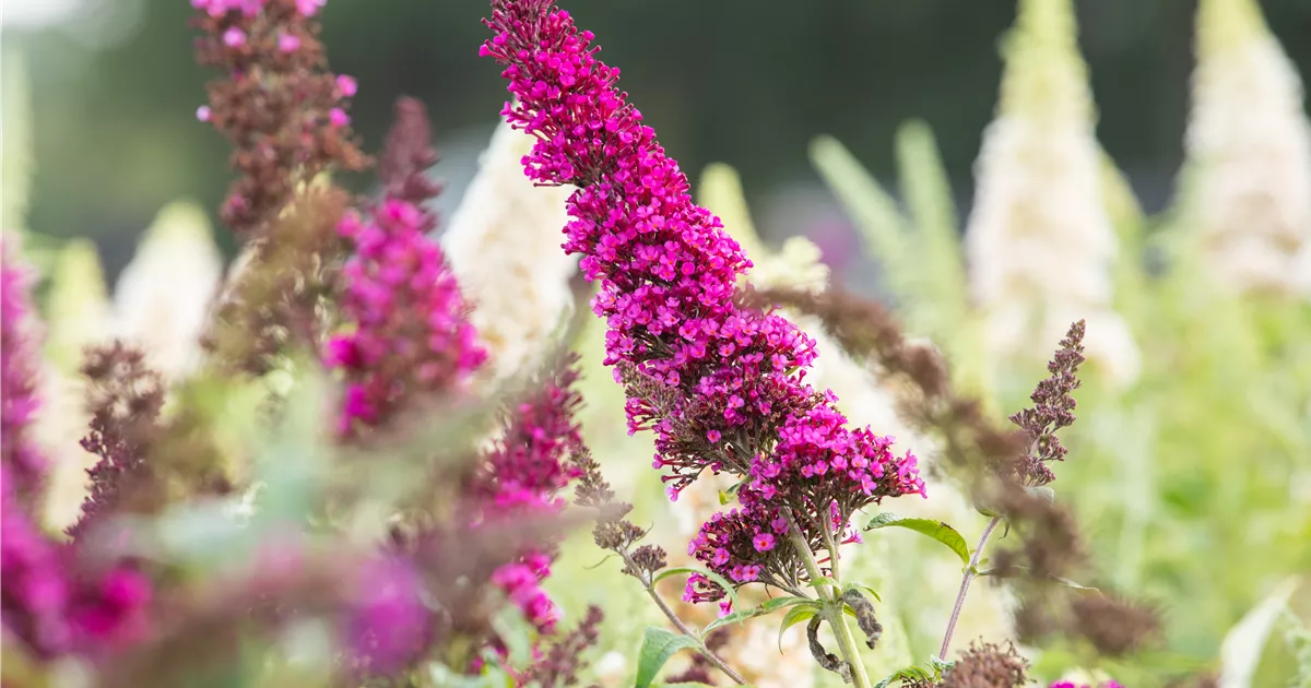 Buddleja davidii 'Buzz Hot Raspberry'