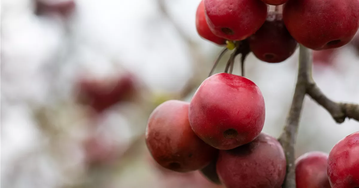 Malus 'Mokum' Laub rotgrün
