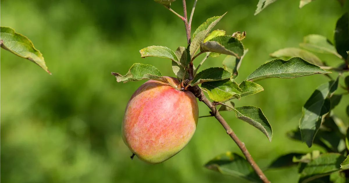 Malus 'Prinz Albrecht von Preußen' CAC Malus 'Prinz Albrecht von Preußen' CAC