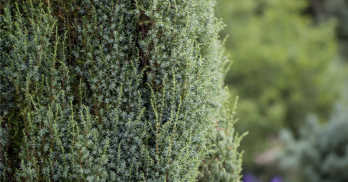 Juniperus com.'Pyramidalis'