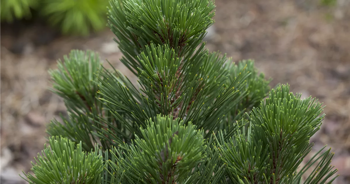 Pinus leucodermis 'Malinki'