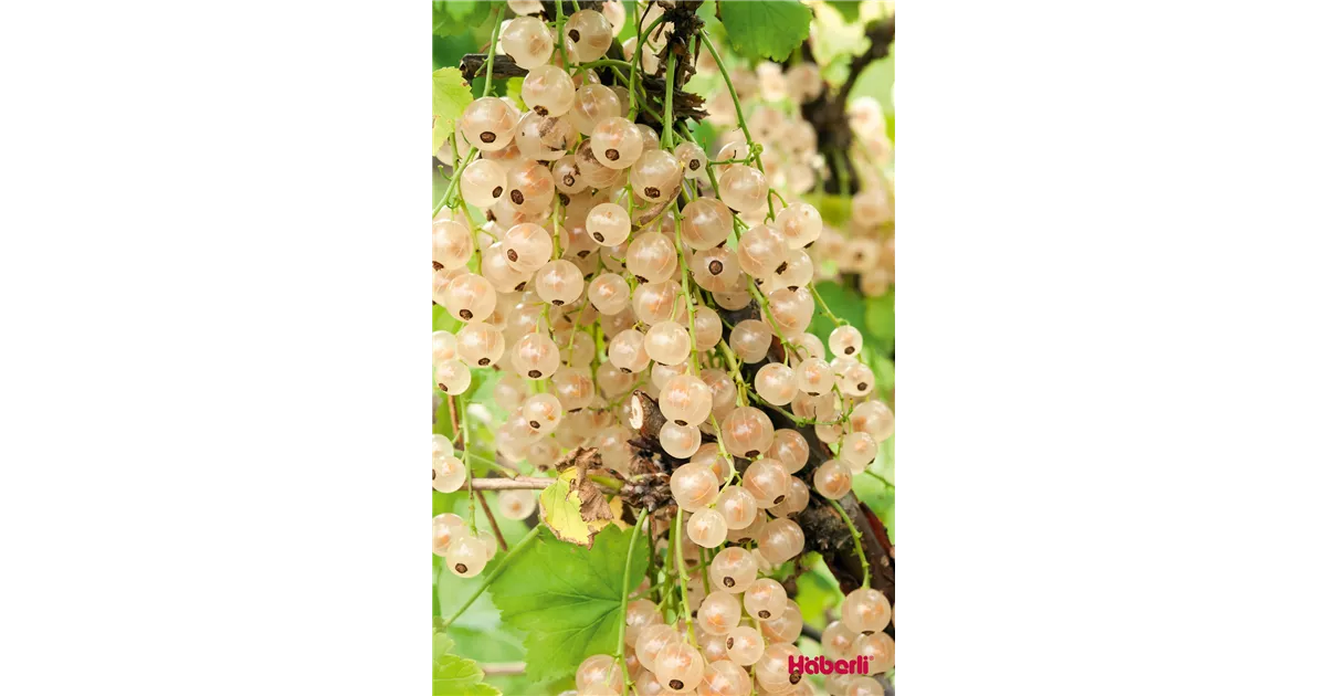 Ribes sativum 'Weiße Versailler' CAC
