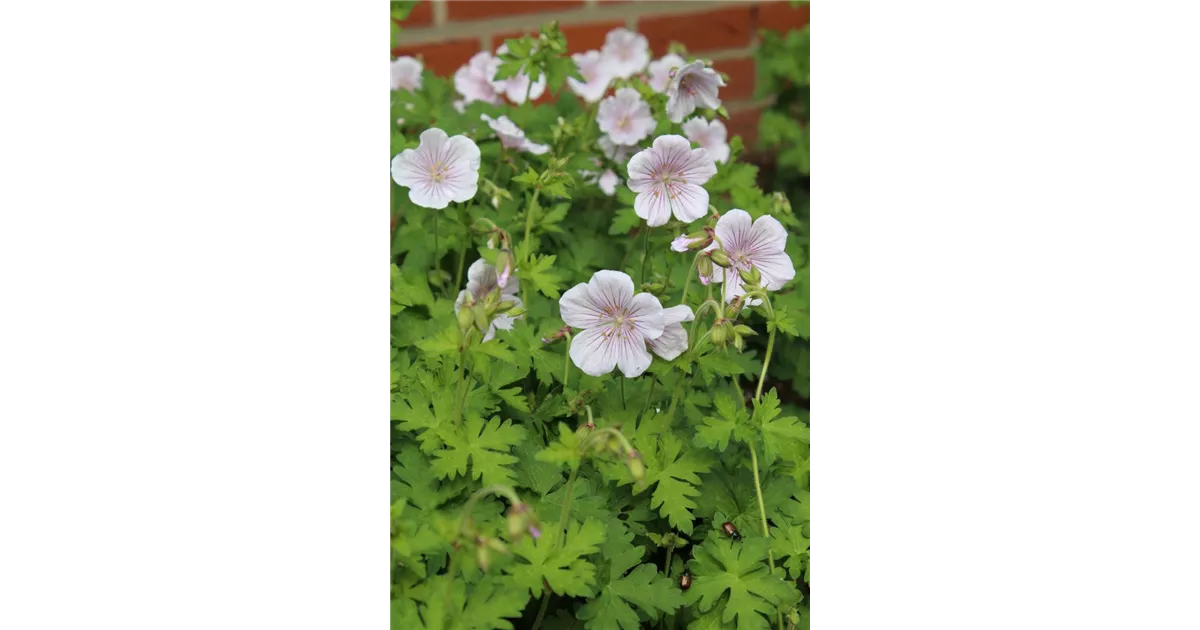 Geranium himalayense 'Derrick Cook'