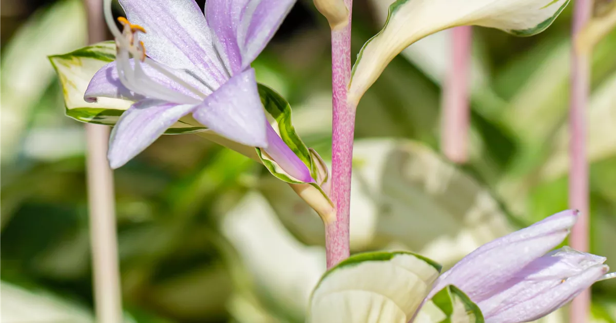 Hosta x fortunei 'Fire and Ice'