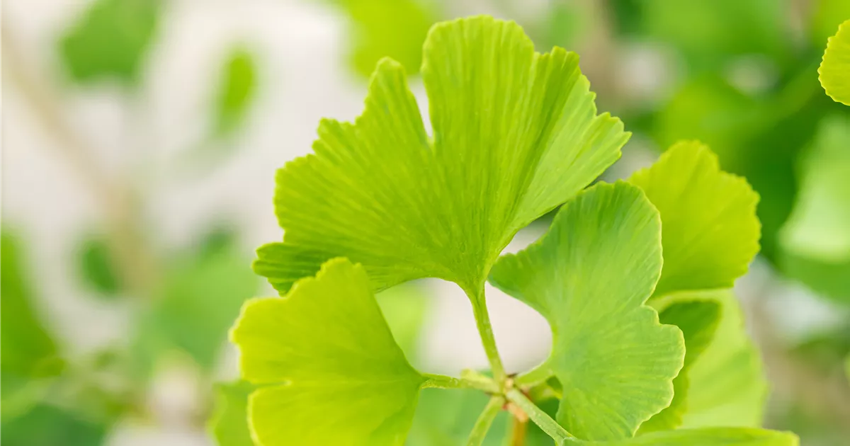 Ginkgo biloba 'Menhir' -R-