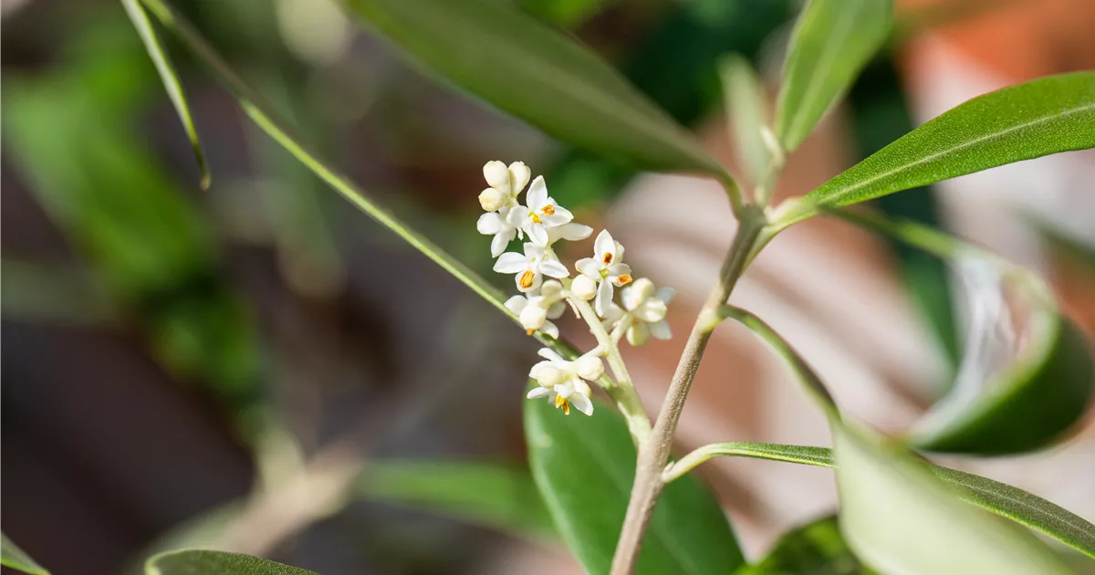Olea europaea