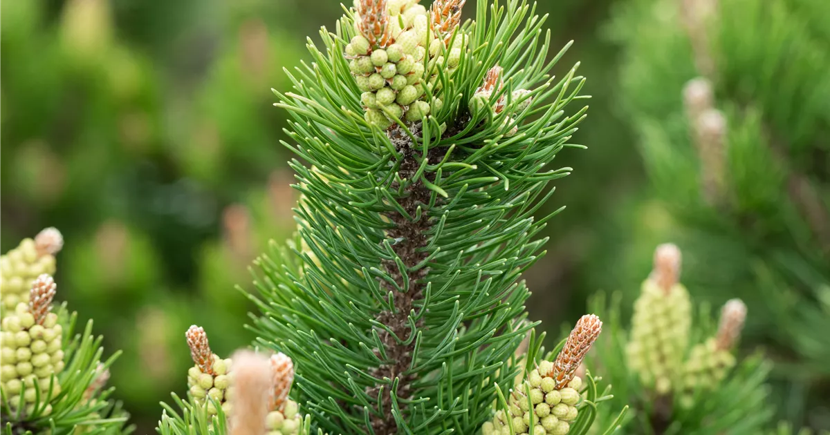 Pinus mugo 'Laurin'