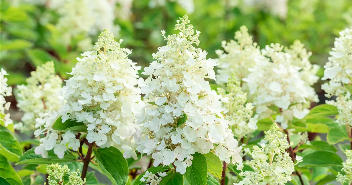 Hydrangea panic. 'Baby Lace'