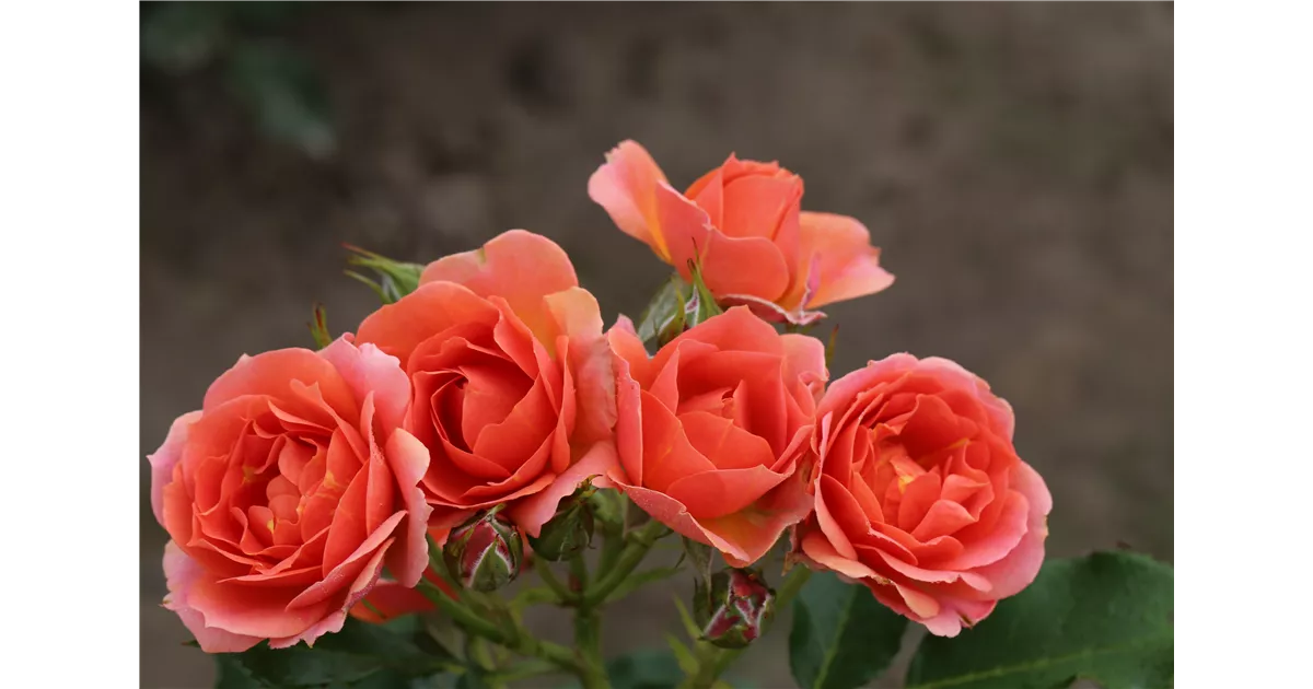 Rosa 'Mandarin 2016' -R- Z