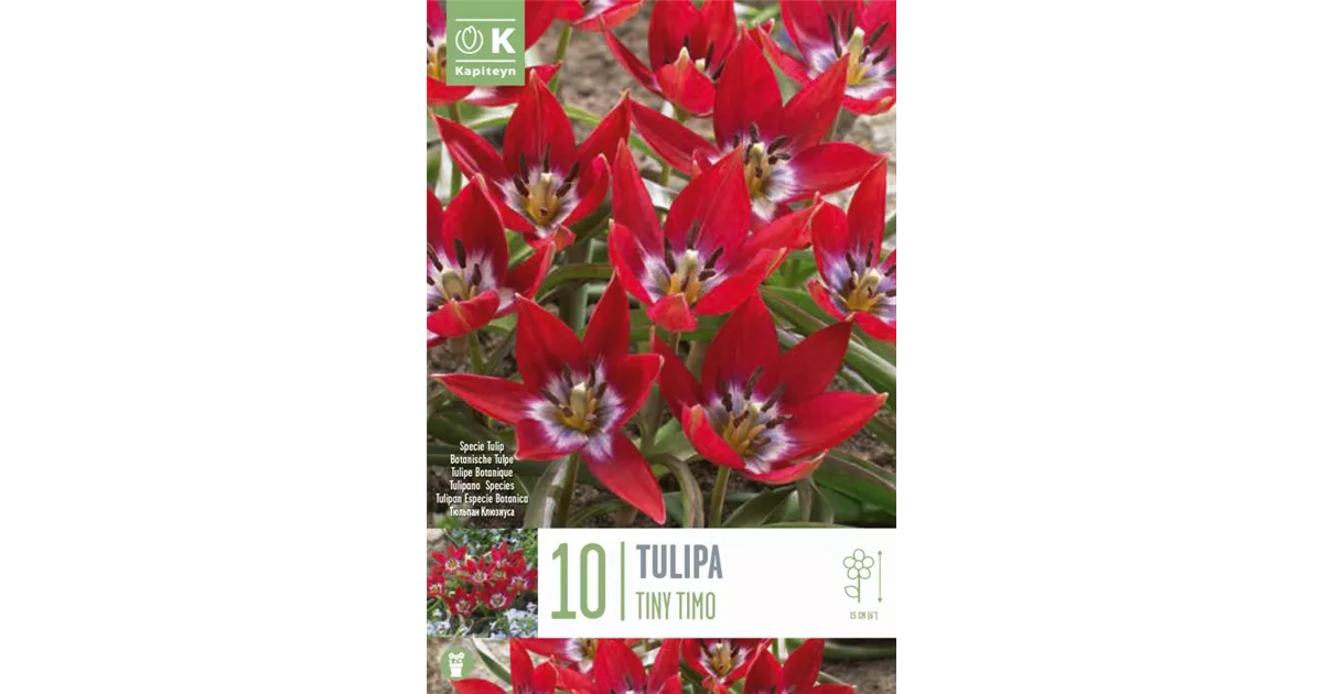 Tulipa 'Tiny Timo'