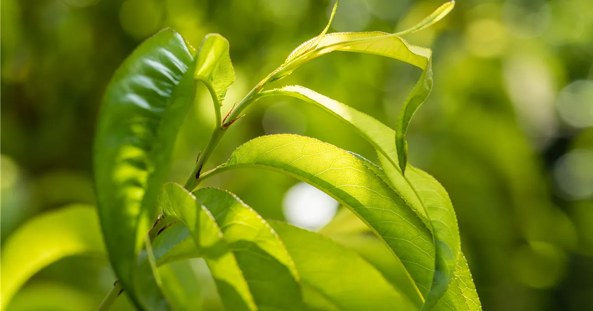 Prunus persica 'Nectared' CAC