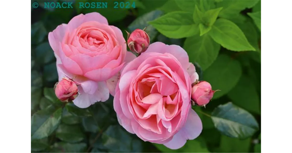 Rosa 'Darling' -R- BT