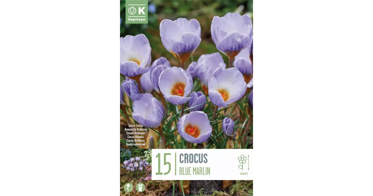 Crocus chrysanthus 'Blue Marlin'
