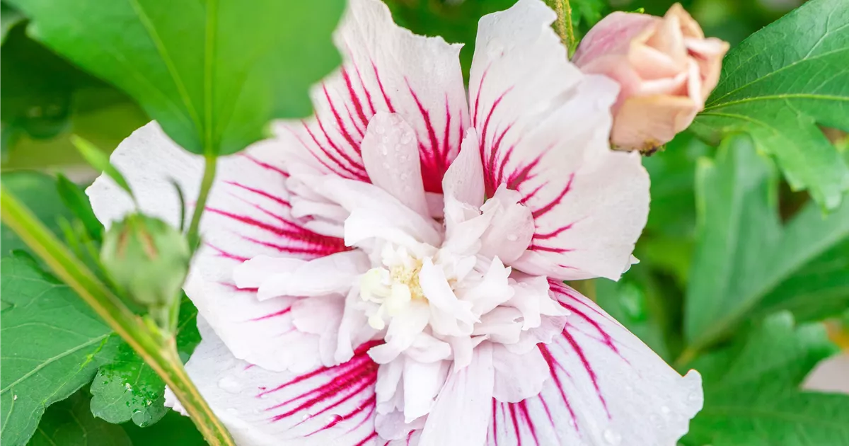 Hibiscus syriacus 'Starburst Chiffon' -R-
